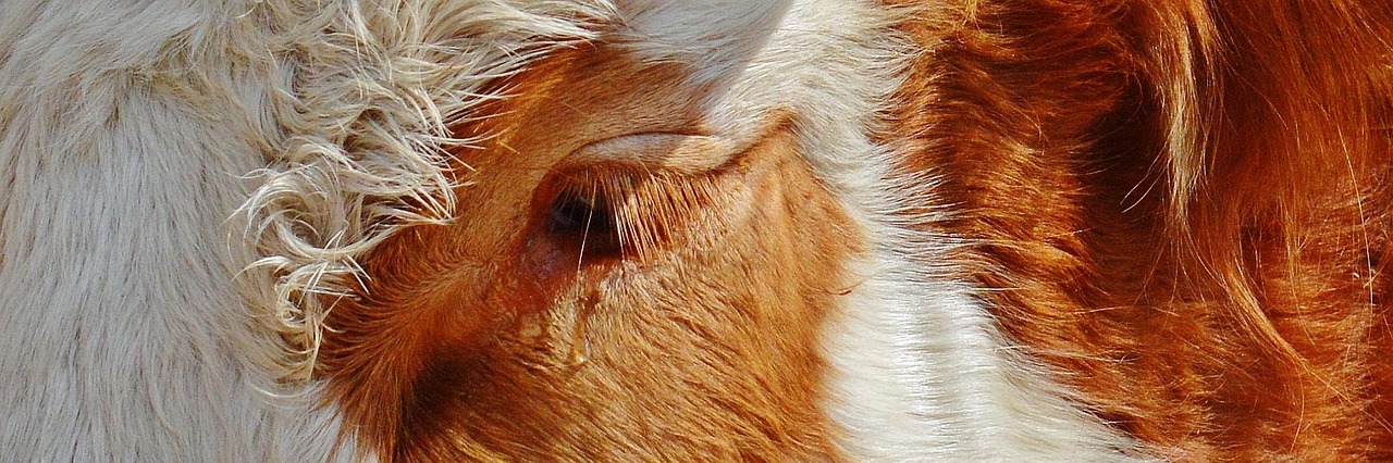 A Heart For Animals Tear Cow - Free photo on Pixabay - Pixabay
