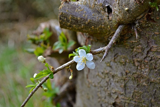 Blossoms Tree Trunk Bloom - Free photo on Pixabay - Pixabay