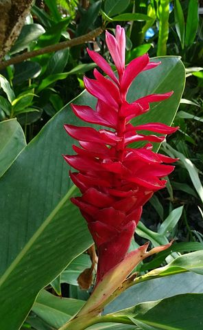 10+ Free Zingiberaceae & Ginger Plant Images - Pixabay