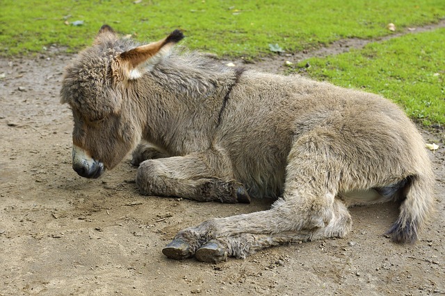 Burro Bebe Zoo Parque De Vida - Foto gratis en Pixabay - Pixabay
