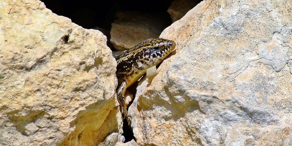 Ocellated Skink Lizard - Free photo on Pixabay - Pixabay