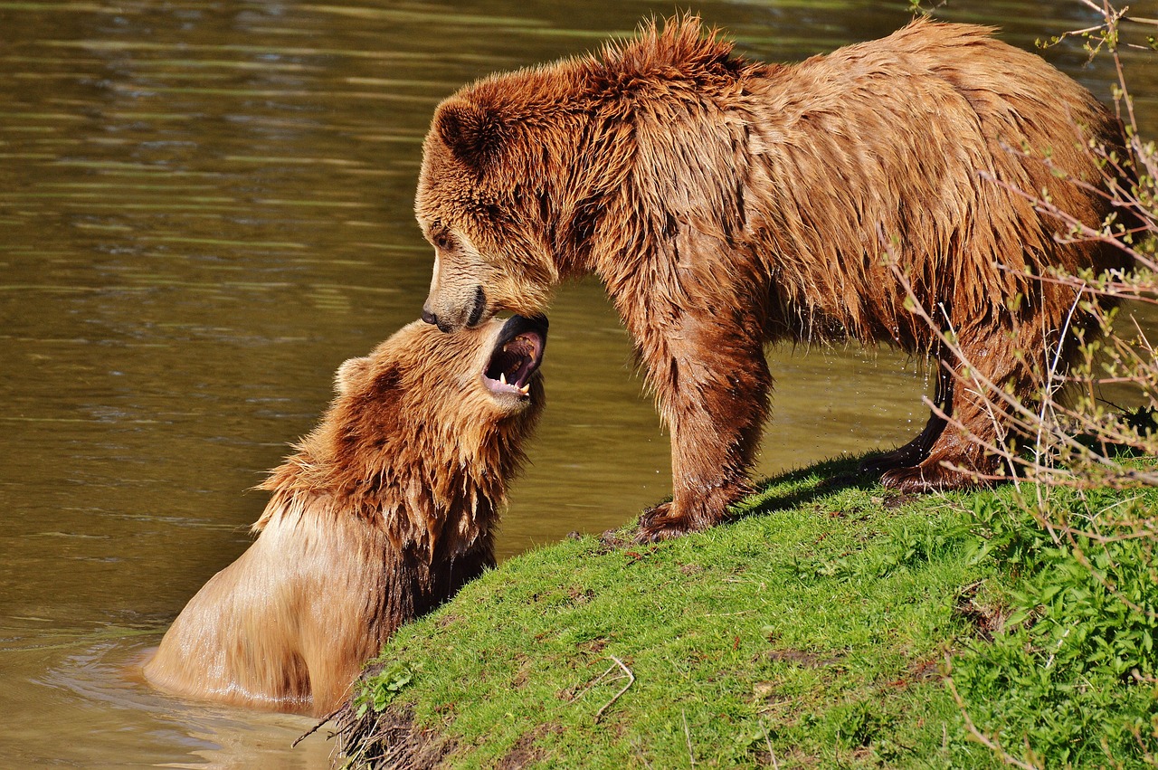 Bear Wildpark Poing To Play - Free photo on Pixabay - Pixabay