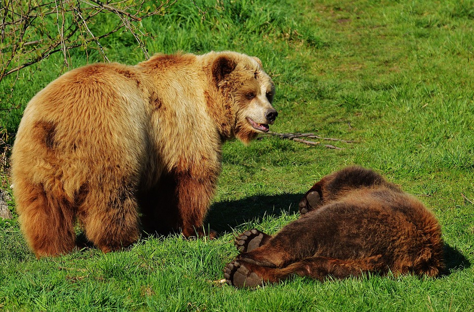 Bear Wildpark Poing To Play - Free photo on Pixabay - Pixabay