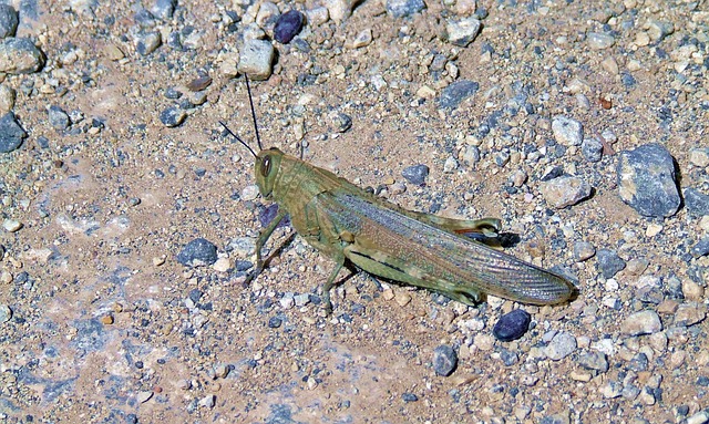Locust Insect Pest - Free photo on Pixabay - Pixabay