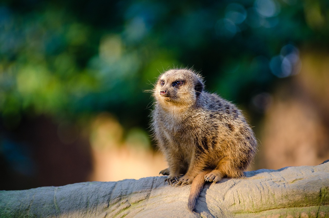 Suricata Suricate Mamífero - Foto gratuita no Pixabay - Pixabay