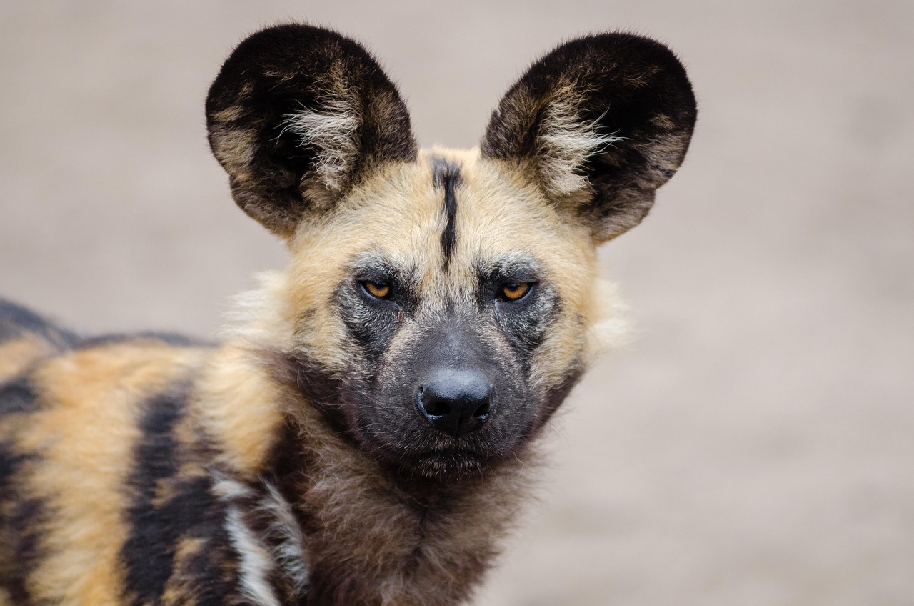 Lycaon African Wild Dog Free Photo On Pixabay Lycaon African Wild Dog Free Photo On Pixabay