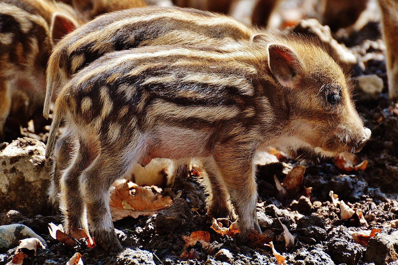Babi Hutan Calon Taman Liar Poing - Foto gratis di Pixabay - Pixabay