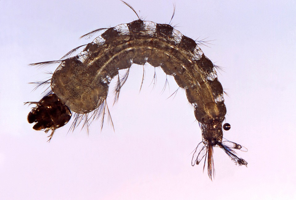 Femelle Moustique Genre Anophèle - Photo gratuite sur Pixabay - Pixabay