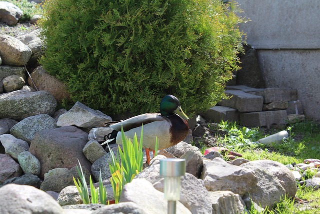 Duck Green Landscape - Free photo on Pixabay - Pixabay