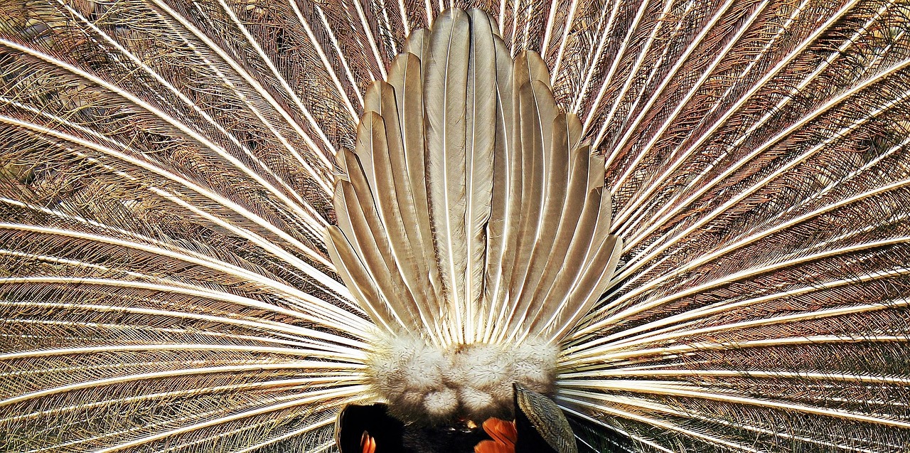Peacock Wheel Bird - Free photo on Pixabay