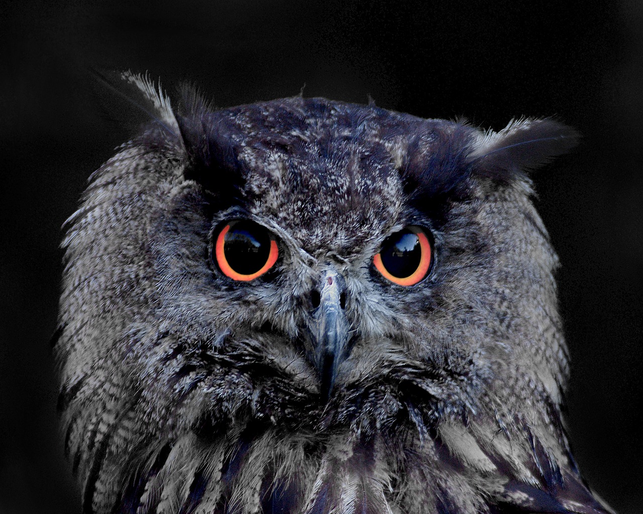 Owl Uhu Animal - Free photo on Pixabay - Pixabay