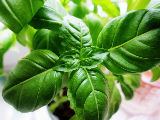 Manjericão Plantar Verde - Foto gratuita no Pixabay - Pixabay