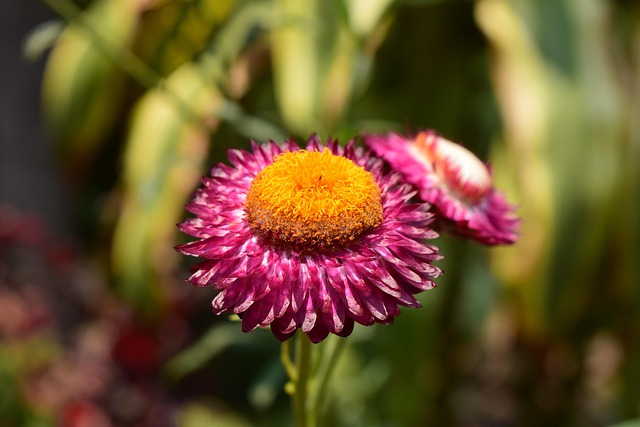 Flor Polen Natural - Foto gratis en Pixabay - Pixabay