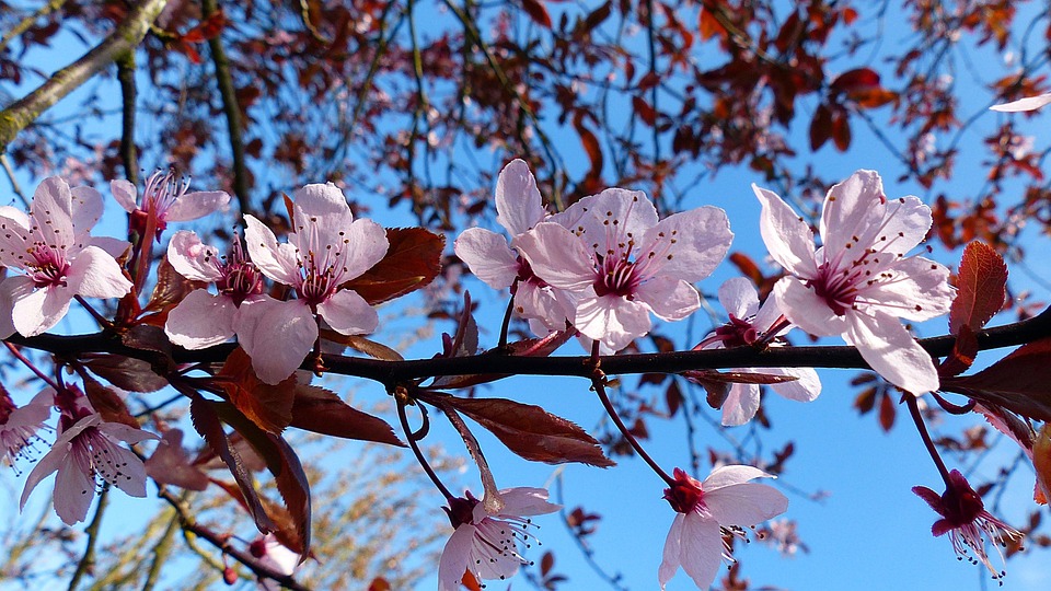 Cherry Mekar Bunga Sakura Musim Foto Gratis Di Pixabay Pixabay