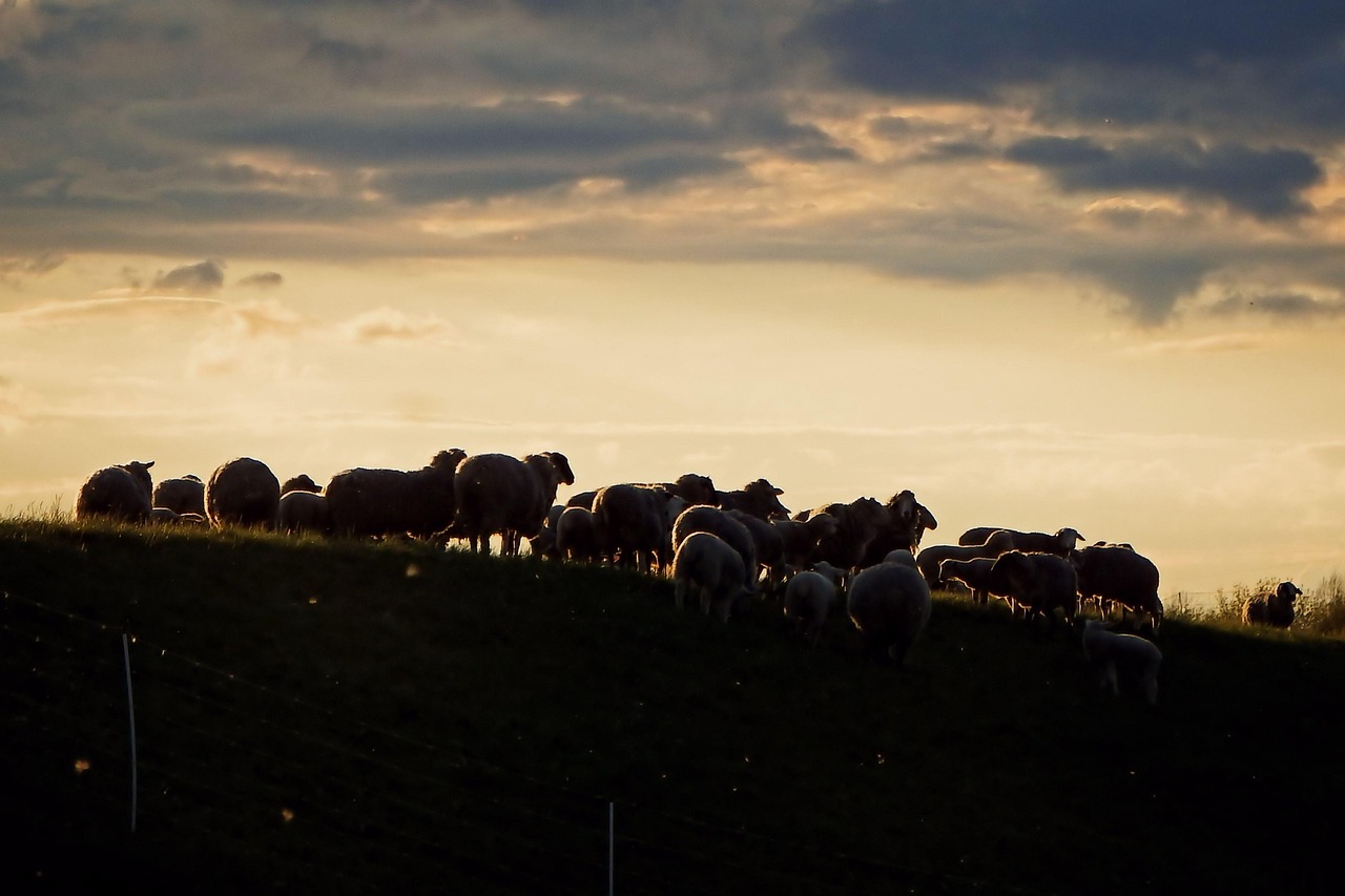 Flock Of Sheep Sunset Evening - Free photo on Pixabay
