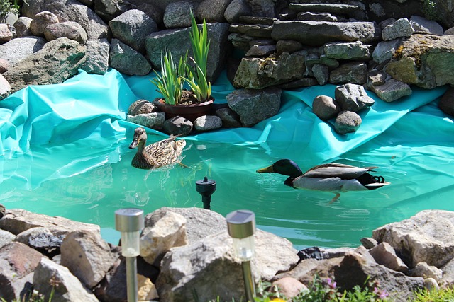 Patos Estanque Piedras - Foto gratis en Pixabay - Pixabay