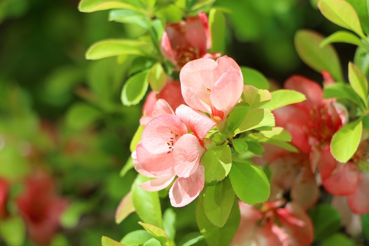 Azalea Spring Plant - Free photo on Pixabay