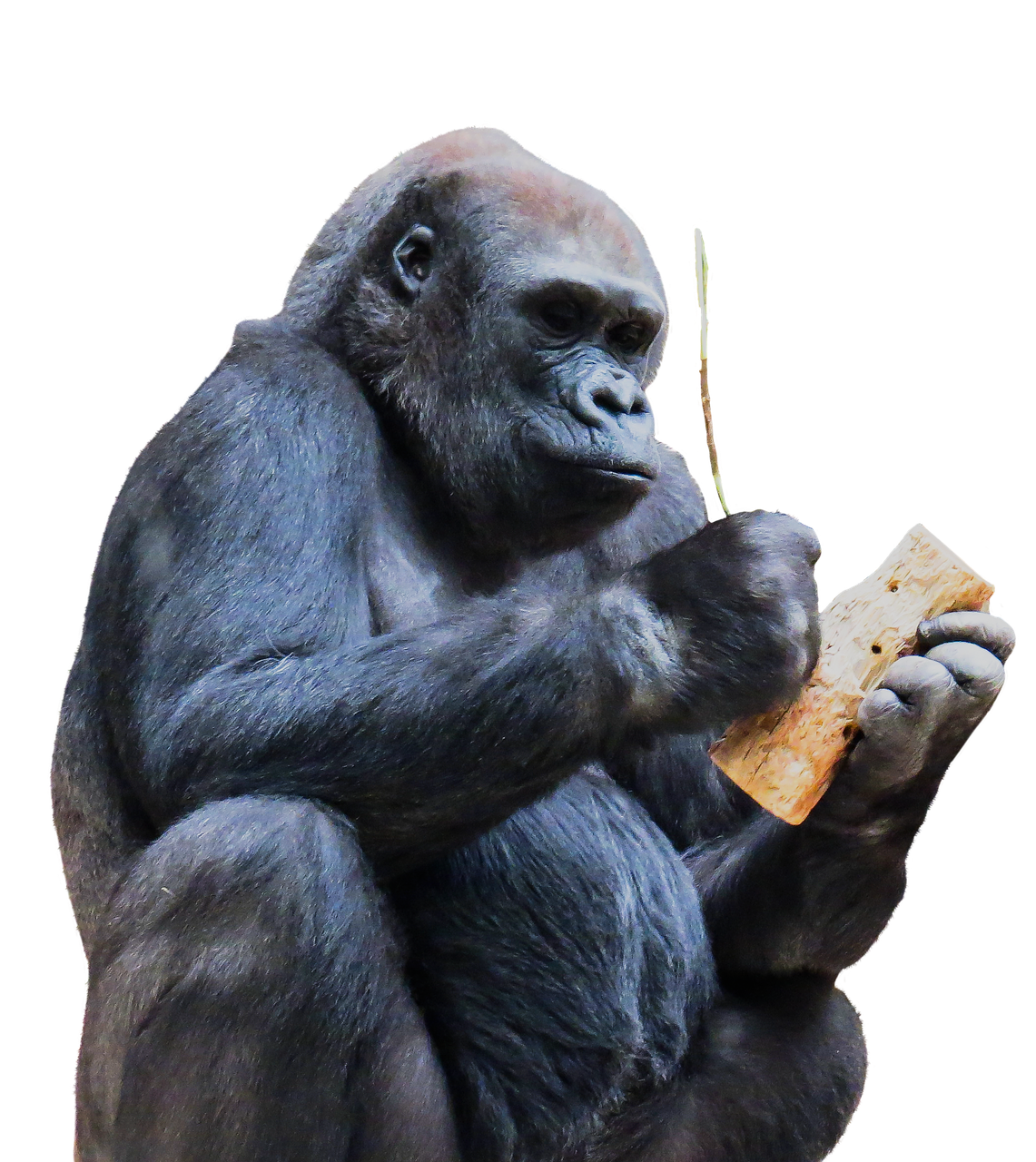 Download Ape, Gorilla, Mountain Gorilla. Royalty-Free Stock ...