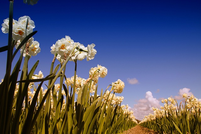 Daffodil Flower Spring - Free photo on Pixabay