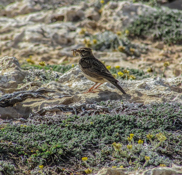 Lark Bird Eating - Free photo on Pixabay - Pixabay