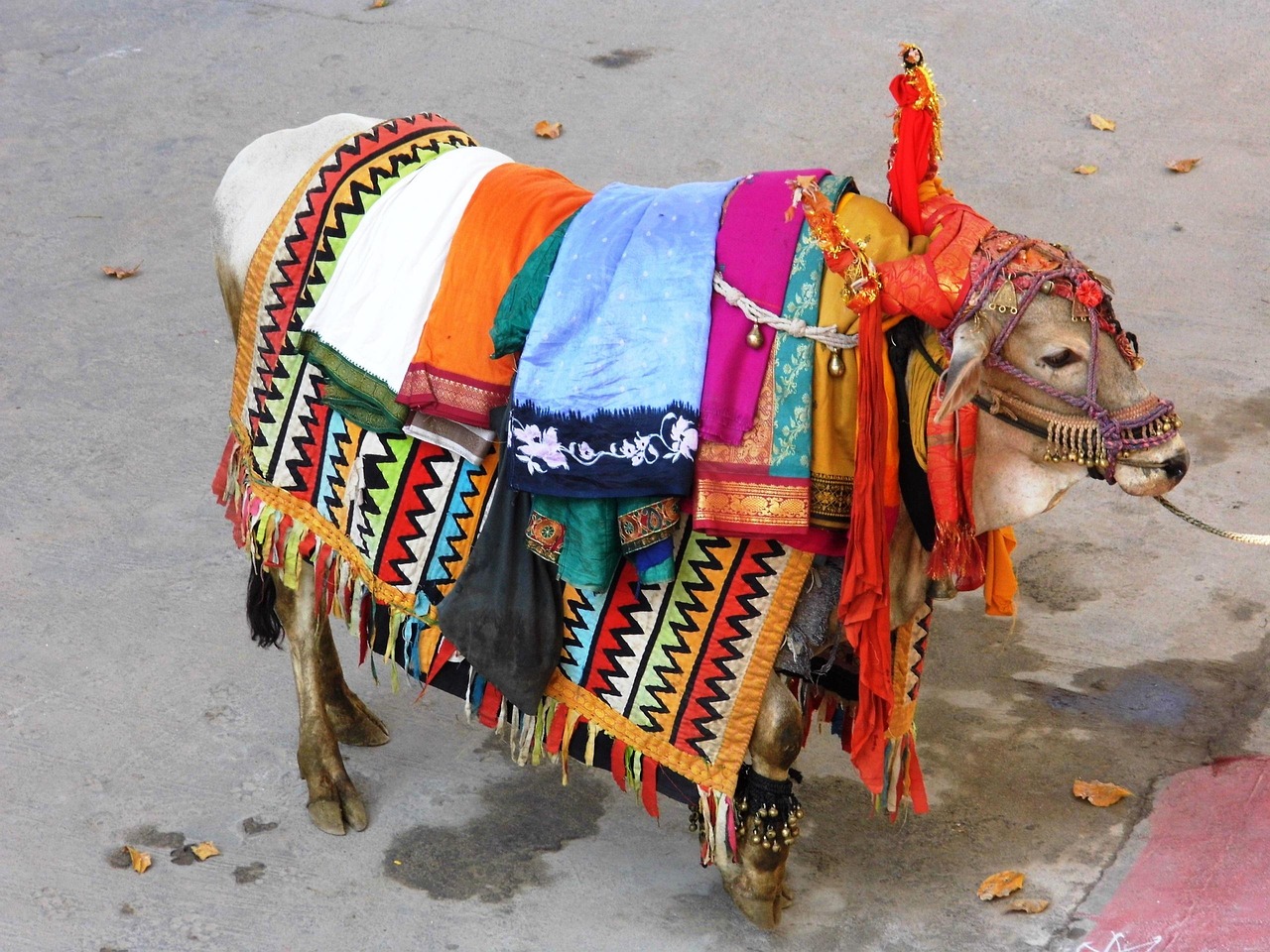 Cow Bull Animal - Free photo on Pixabay - Pixabay