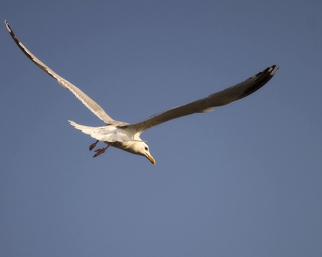 Nature Mouette En Volant - Photo gratuite sur Pixabay - Pixabay