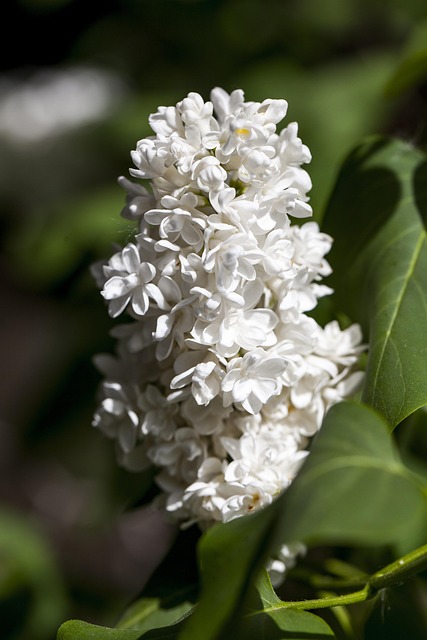 Lila Blomma Vit - Gratis foto på Pixabay - Pixabay