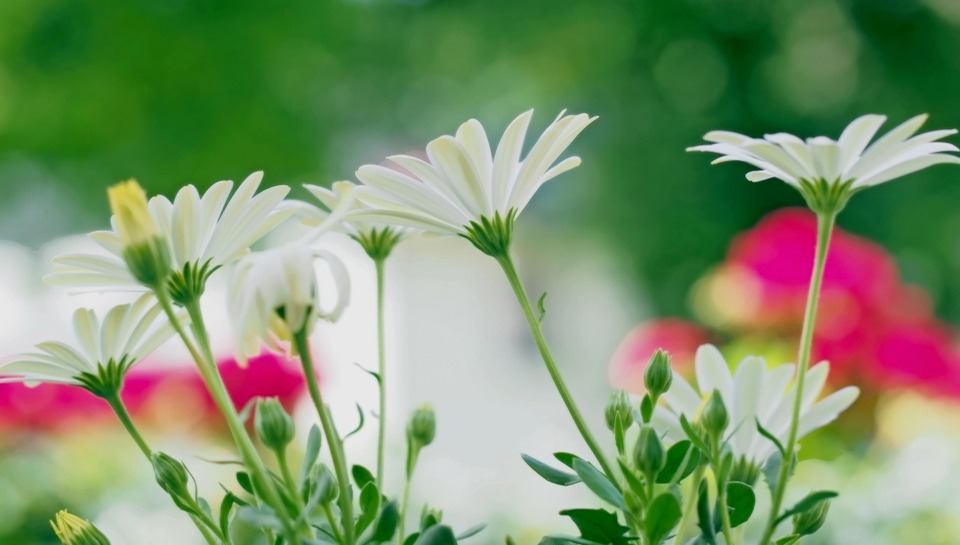 Margeriten Sommer Wiesen-Margerite - Kostenloses Foto auf Pixabay