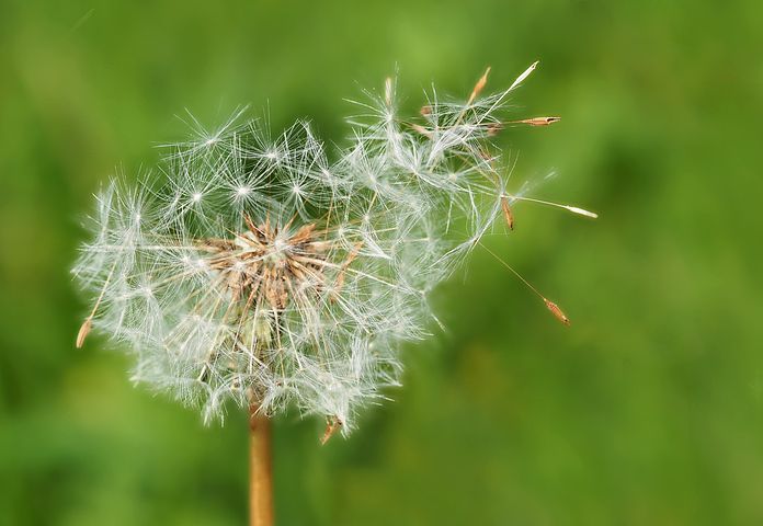 300+ Free Wind Blowing & Wind Images