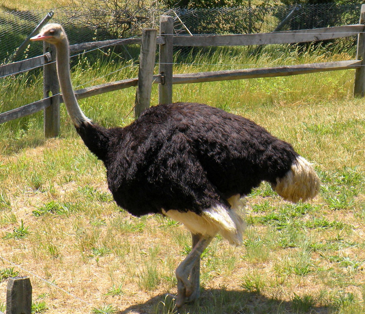 Ostrich Bird Nature - Free photo on Pixabay
