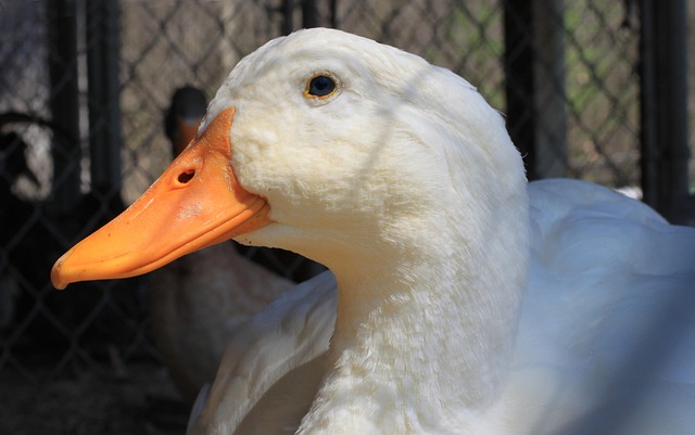 Pato Pekin Pekín - Foto gratis en Pixabay - Pixabay