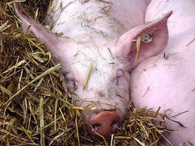 Pig Happiness - Free photo on Pixabay - Pixabay