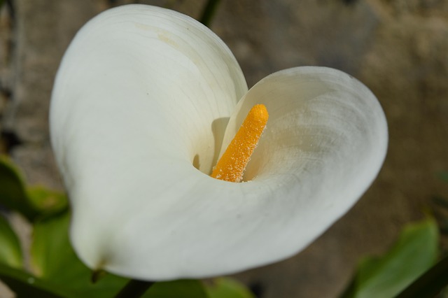 Plant Flowers Arum - Free photo on Pixabay