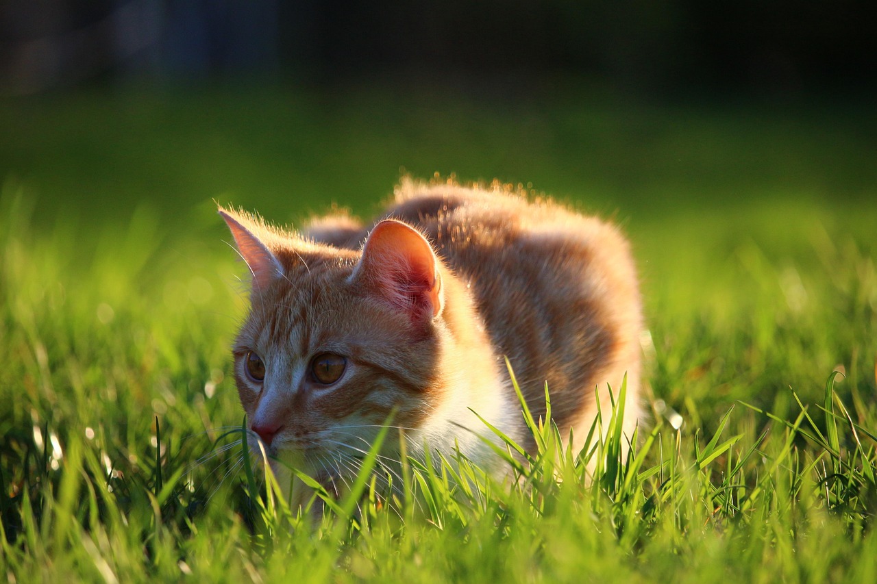 Katze Kätzchen Rotgetigert Rote - Kostenloses Foto auf Pixabay - Pixabay