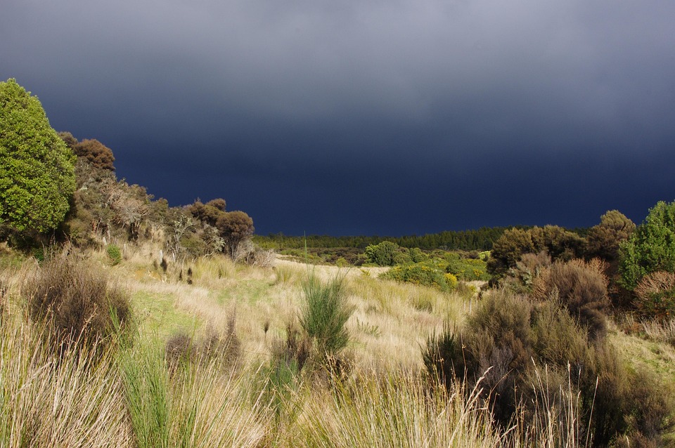 New Zealand Field Plants - Free photo on Pixabay