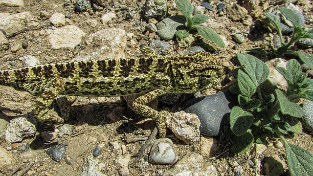 Cyprus Chameleon Animal - Free photo on Pixabay - Pixabay