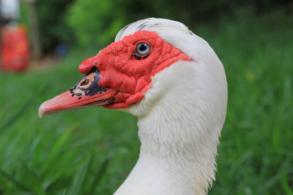 Pato Duck Animal - Foto gratuita no Pixabay - Pixabay