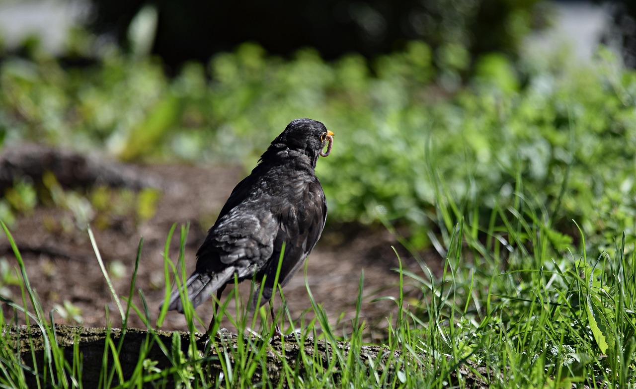 超过 900 张关于“Starling Dinamic”和“八哥”的免费图片 - Pixabay