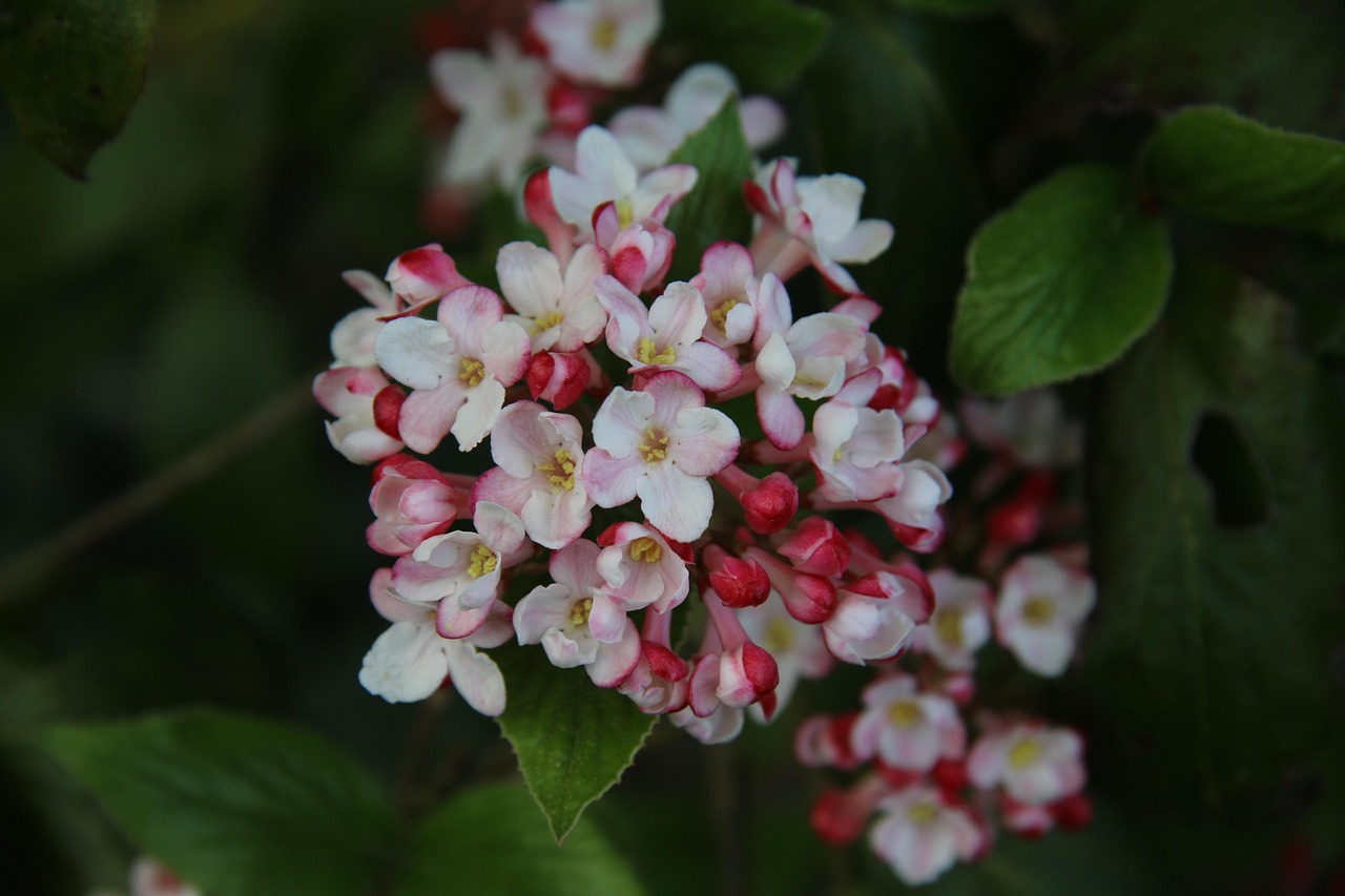 Viburnum Flowering Shrub Spring - Free photo on Pixabay - Pixabay