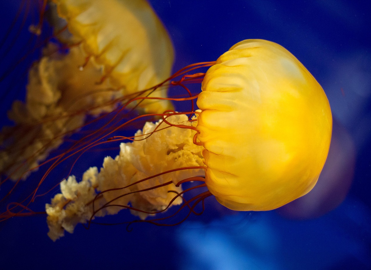 Jellyfish Sea Life - Free photo on Pixabay