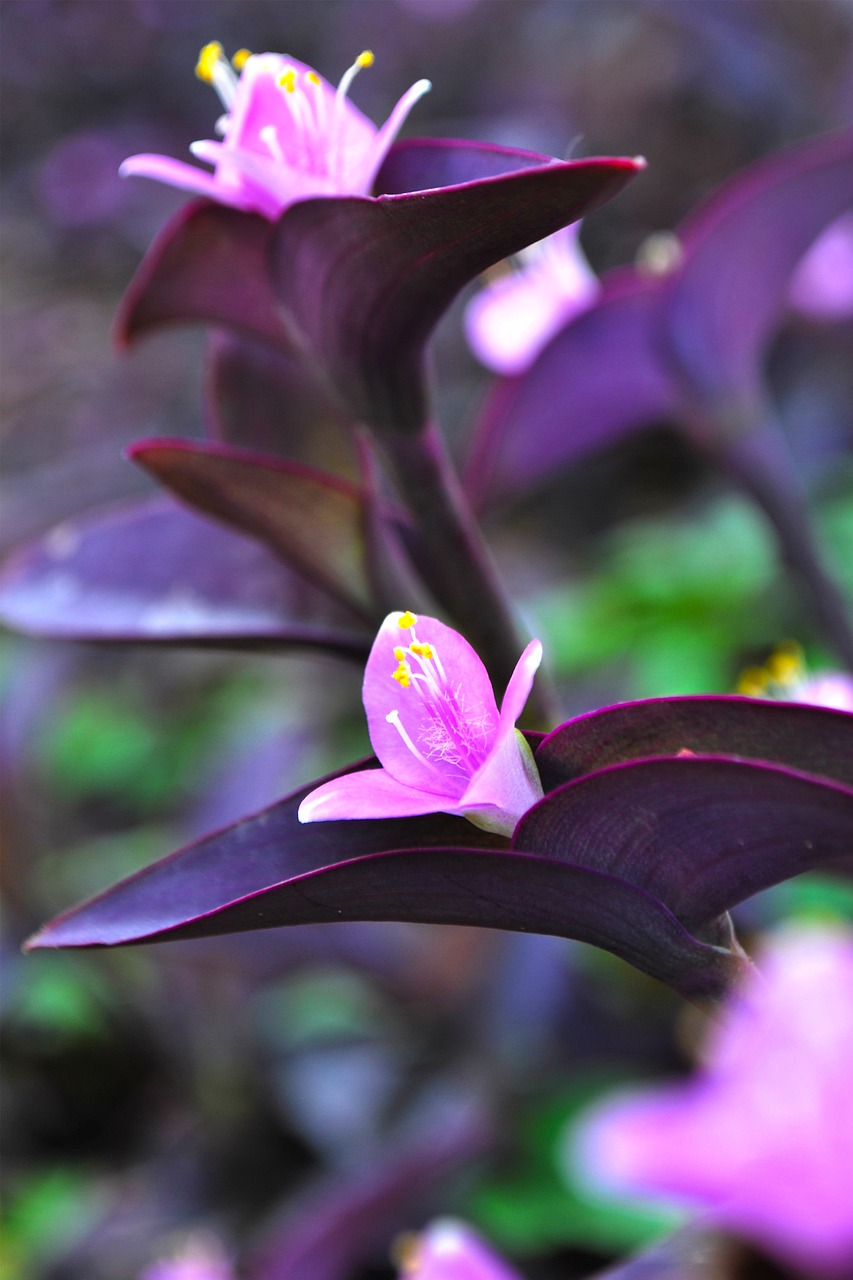 Flor De Corazon Morado Flores - Foto gratis en Pixabay - Pixabay