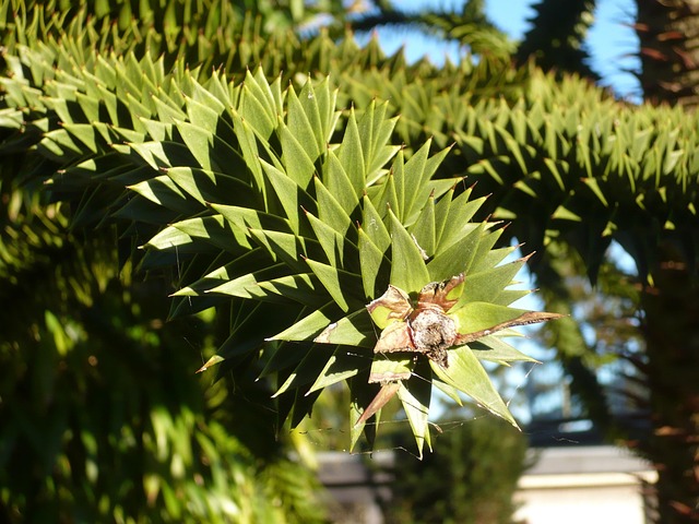 Spur Green Tree - Free photo on Pixabay - Pixabay