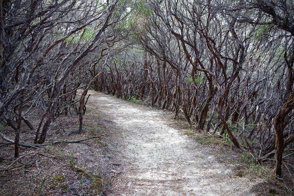 Path Covered Tree Lined - Free photo on Pixabay