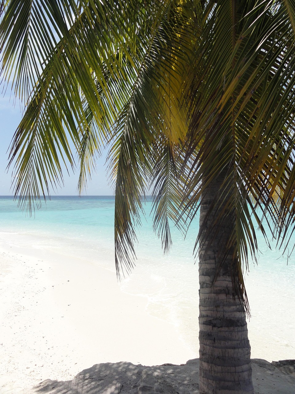 Palma Spiaggia Maldive - Foto gratis su Pixabay