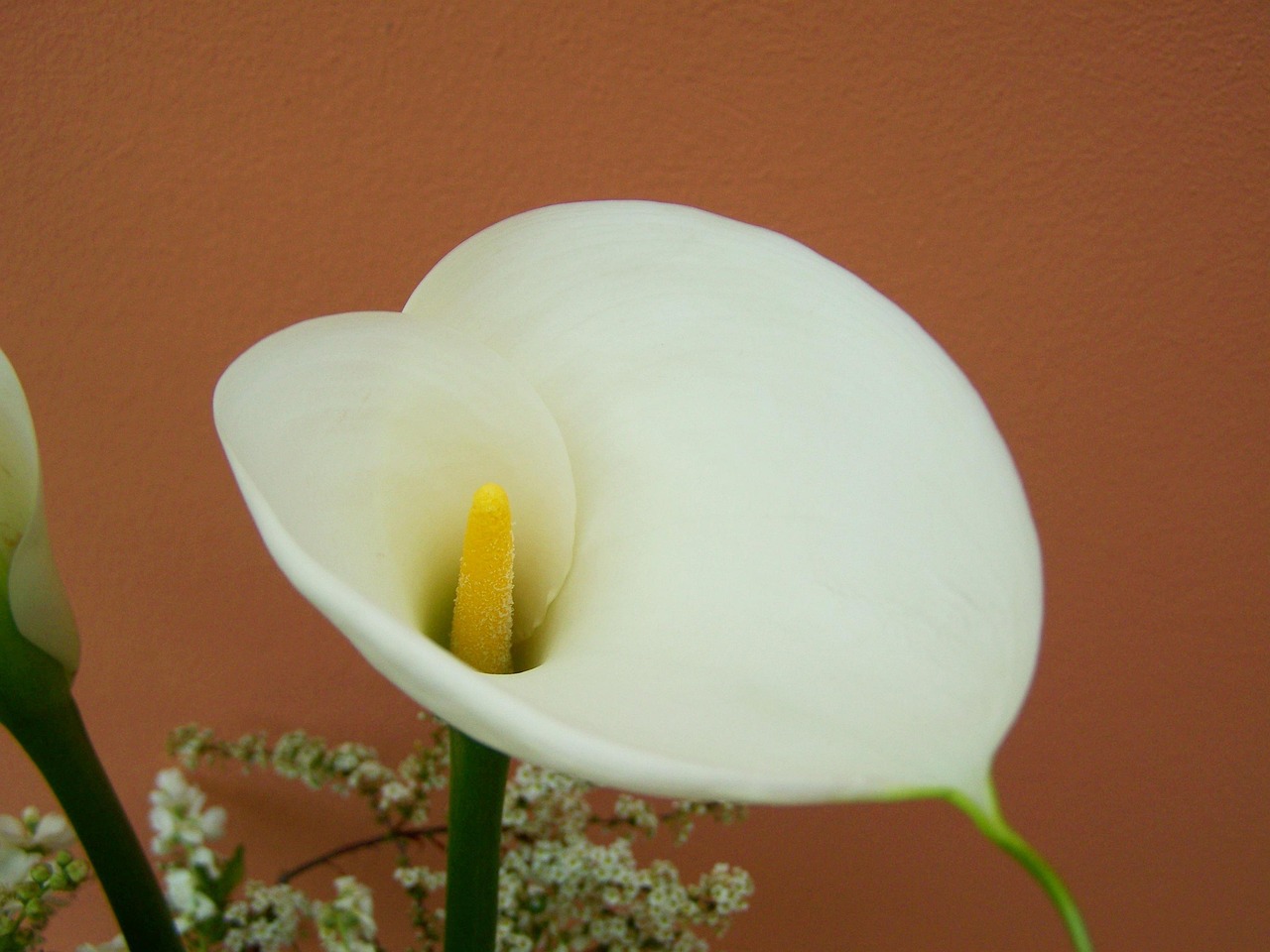 Kala Flor Branca De - Foto gratuita no Pixabay