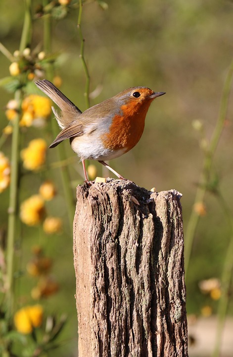 Robin Post Flowers - Free photo on Pixabay