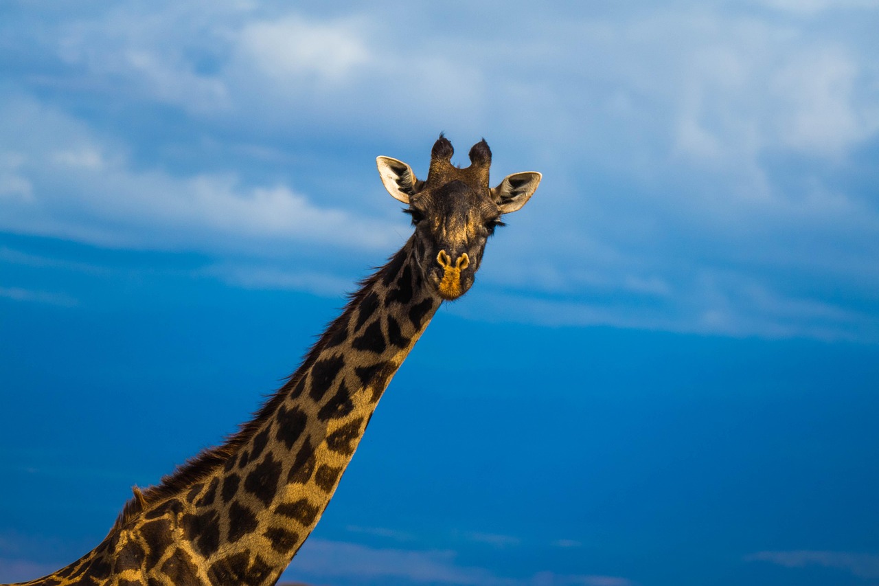 Afrika Safari Wildnis - Kostenloses Foto auf Pixabay - Pixabay