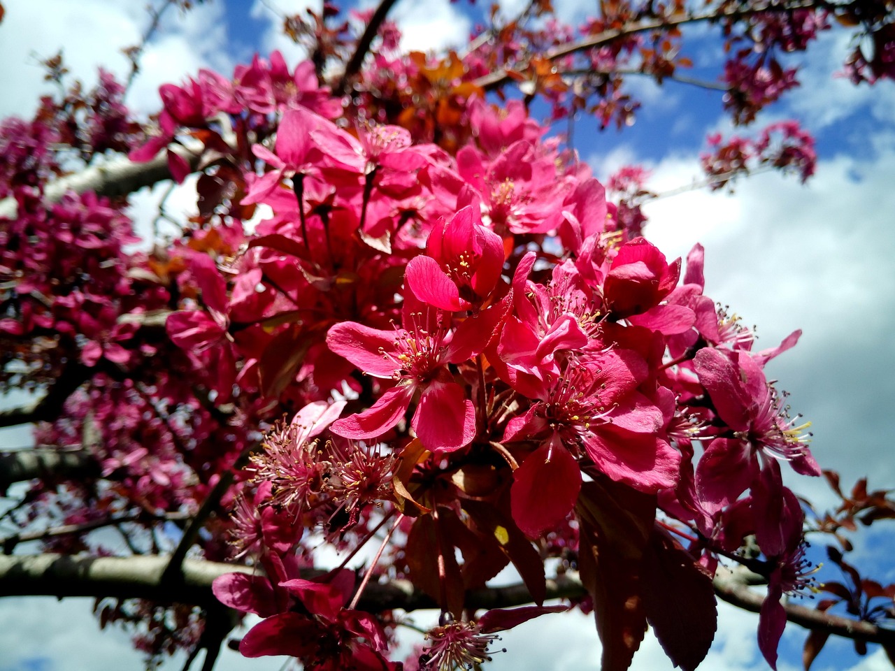 Prunus Almond Trees Flowers - Free photo on Pixabay - Pixabay