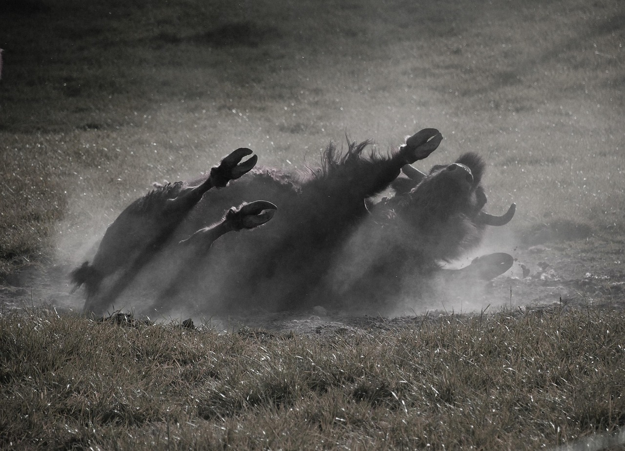 100+ Free American Buffalo & Bison Images - Pixabay