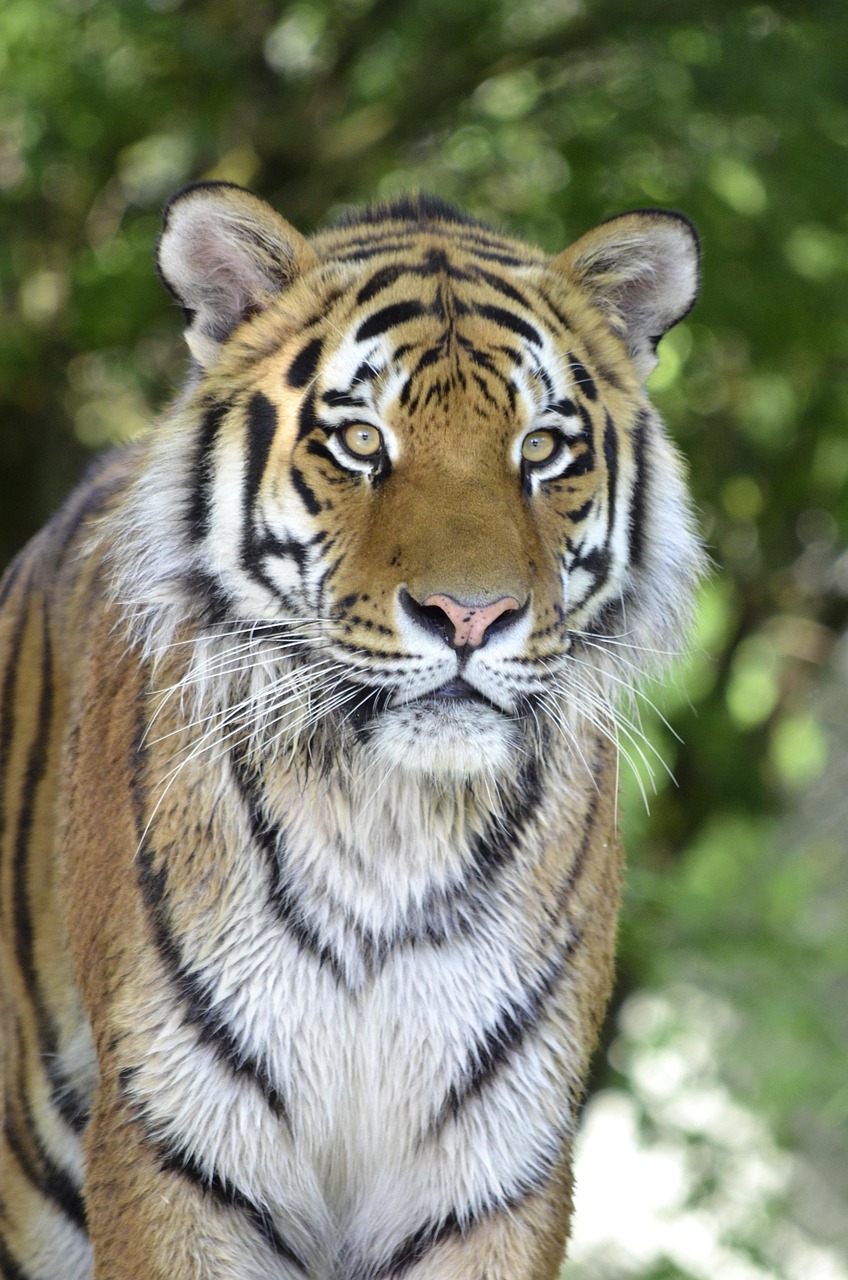 Tiger Big Cat Predator - Free photo on Pixabay - Pixabay